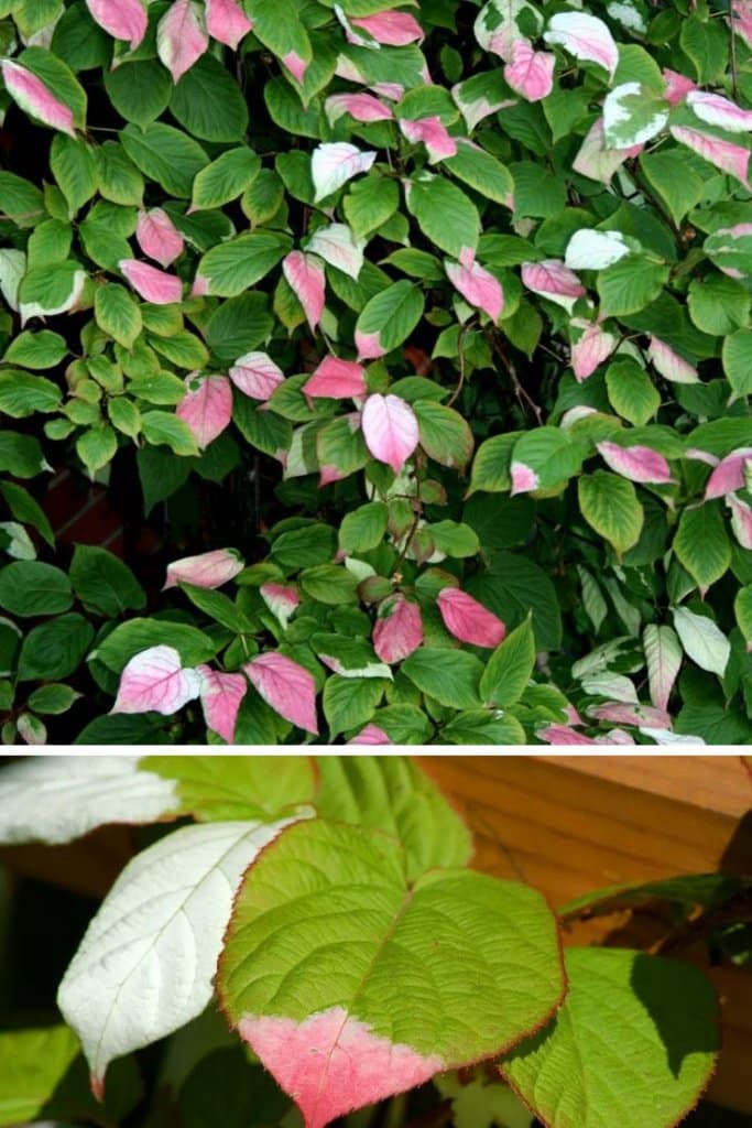 25 Colorful Foliage Ideas (Foliage Plants List + Foliage Garden)