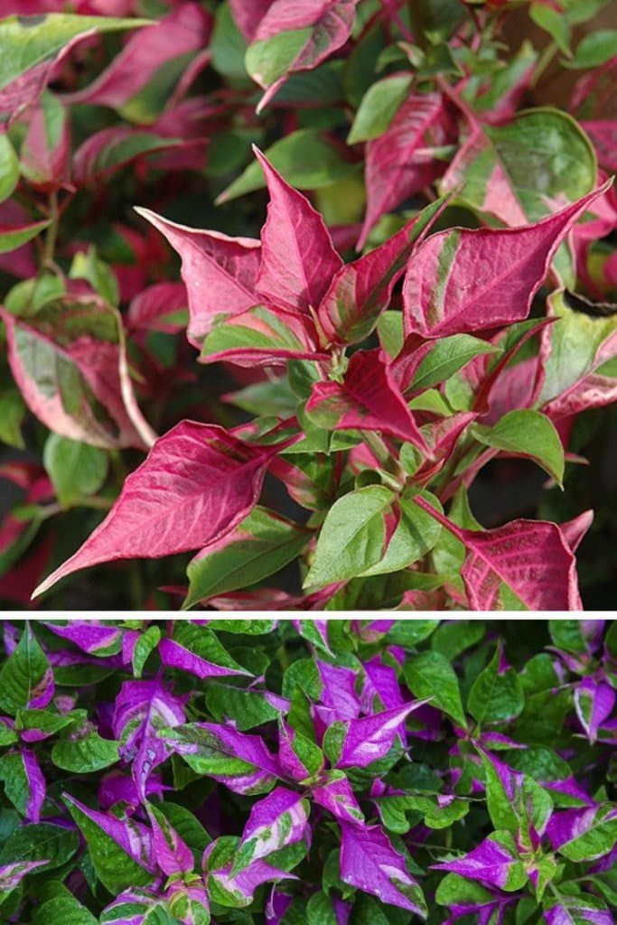 25 Colorful Foliage Ideas (Foliage Plants List + Foliage Garden)