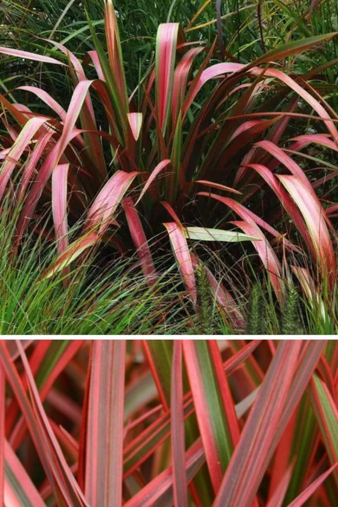 25 Colorful Foliage Ideas (Foliage Plants List + Foliage Garden)