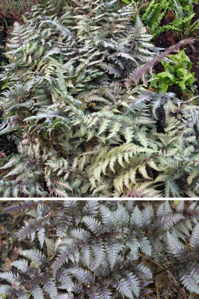 25 Colorful Foliage Ideas (Foliage Plants List + Foliage Garden)