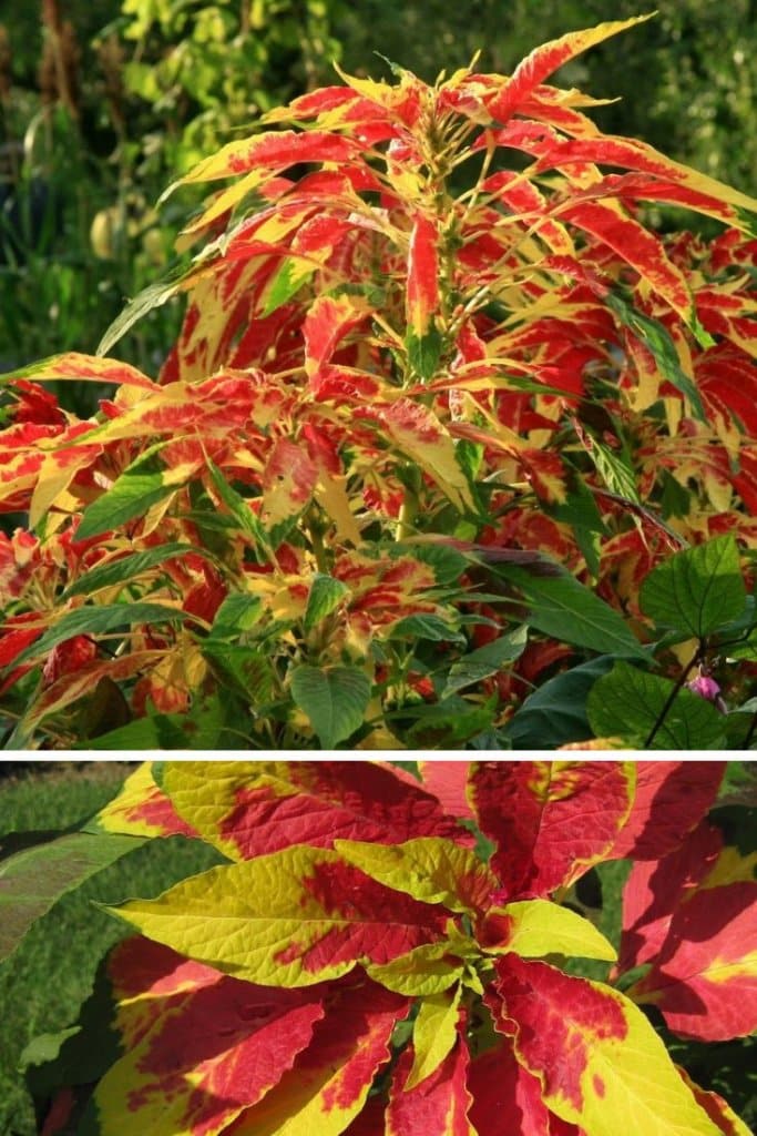 25 Colorful Foliage Ideas (Foliage Plants List + Foliage Garden)