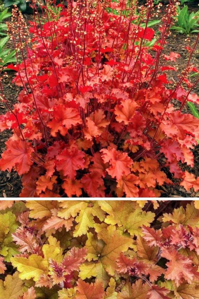 25 Colorful Foliage Ideas (Foliage Plants List + Foliage Garden)