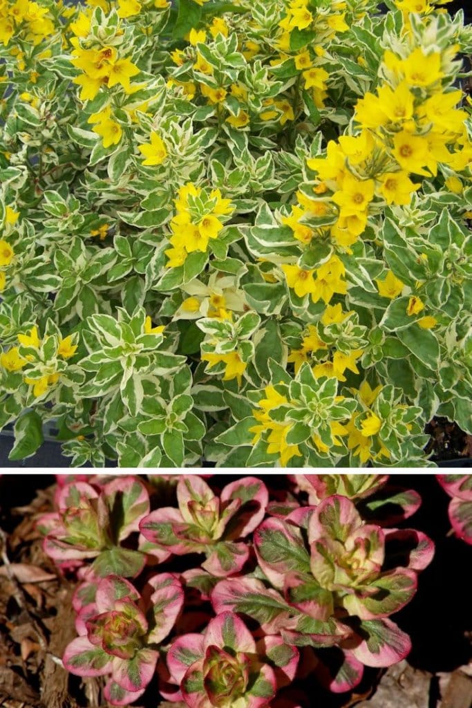 25 Colorful Foliage Ideas (Foliage Plants List + Foliage Garden)