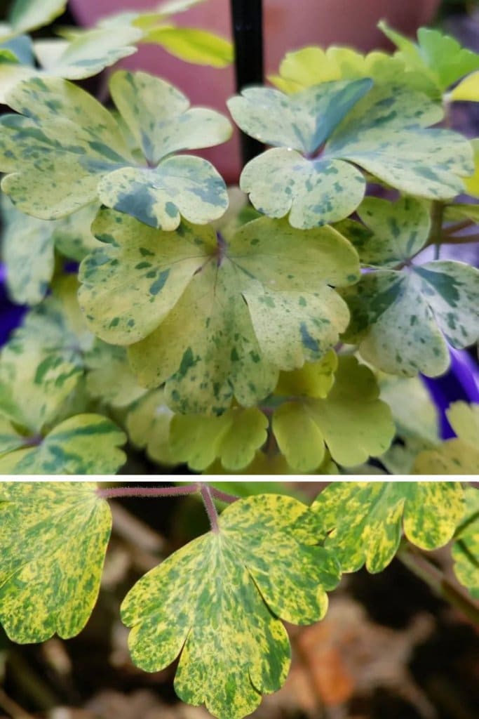 25 Colorful Foliage Ideas (Foliage Plants List + Foliage Garden)