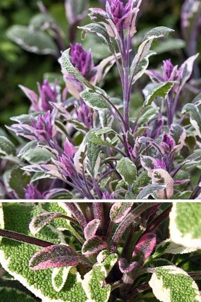 25 Colorful Foliage Ideas (Foliage Plants List + Foliage Garden)