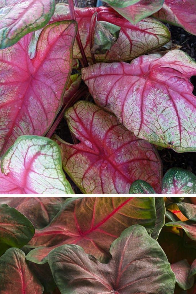 25 Colorful Foliage Ideas (Foliage Plants List + Foliage Garden)