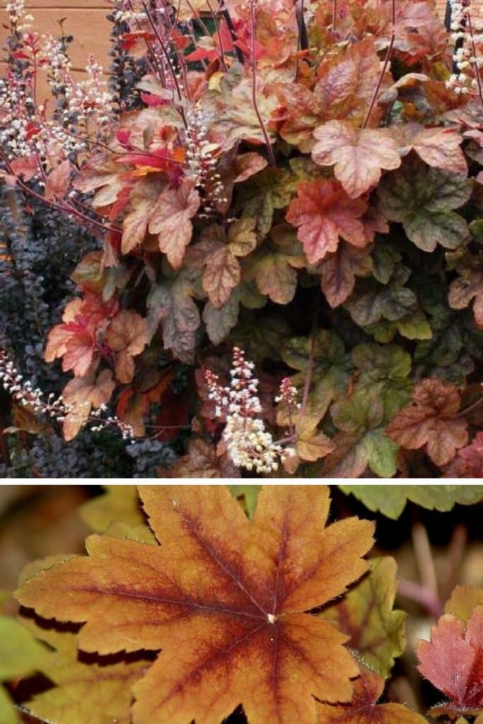 25 Colorful Foliage Ideas (Foliage Plants List + Foliage Garden)