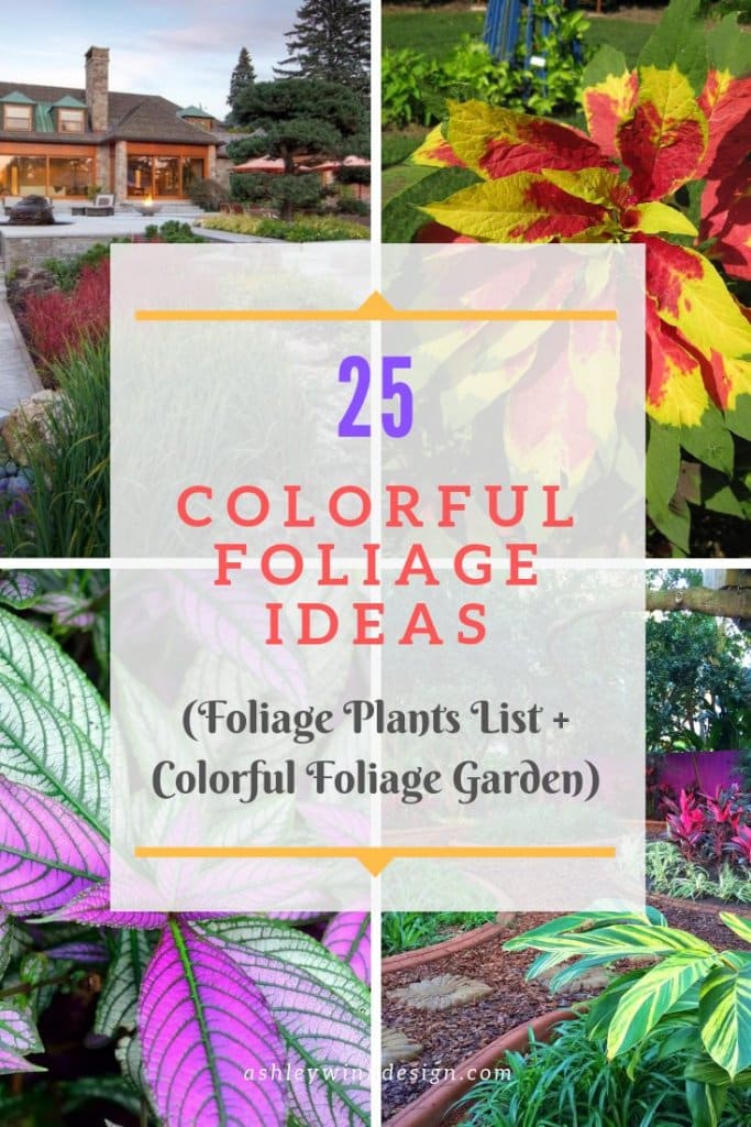 25 Colorful Foliage Ideas (Foliage Plants List + Foliage Garden)