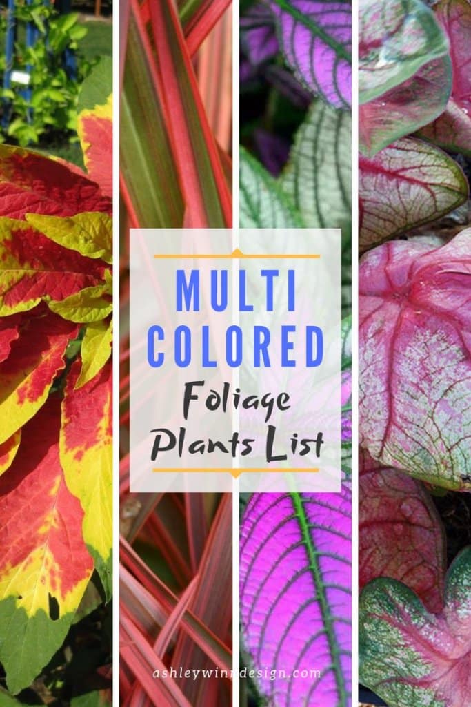 25 Colorful Foliage Ideas (Foliage Plants List + Foliage Garden)