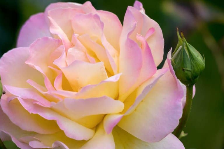 30+ Beautiful Rose Garden Ideas For Your Outdoor Space - Home Decor