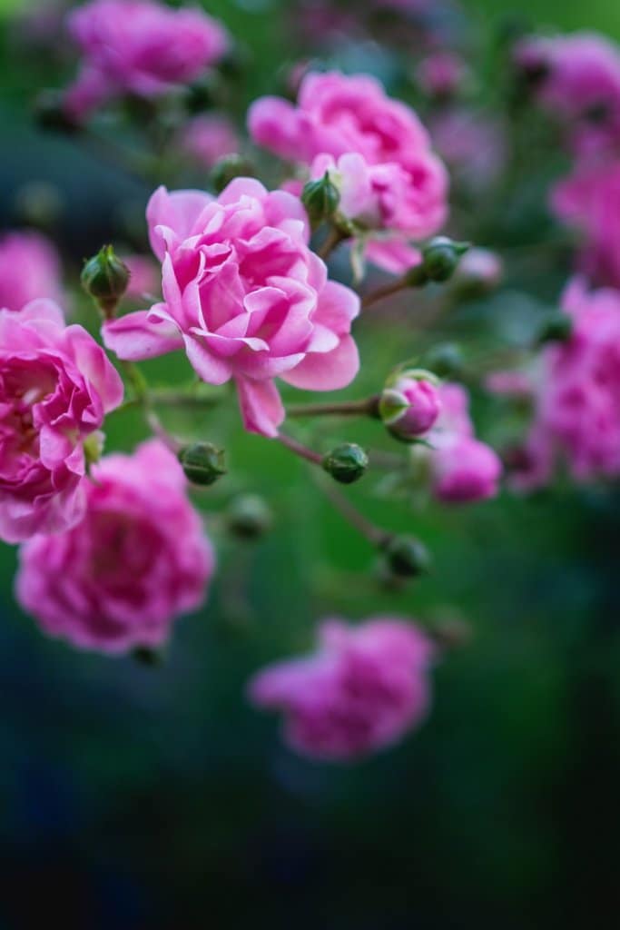 30+ Beautiful Rose Garden Ideas For Your Outdoor Space - Home Decor