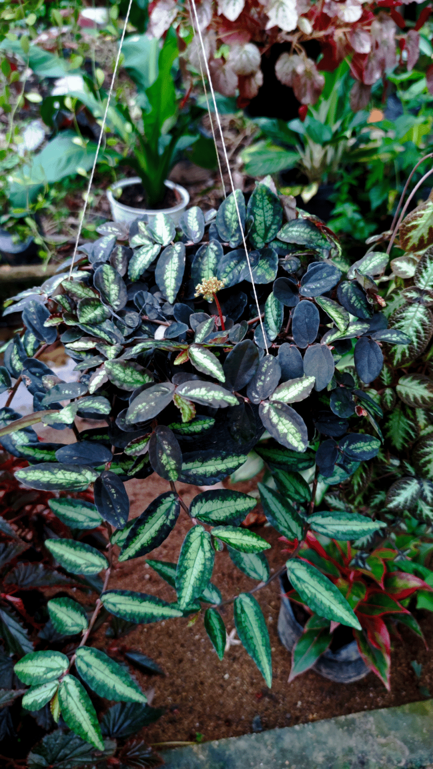 25 Colorful Foliage Ideas (Foliage Plants List + Foliage Garden)