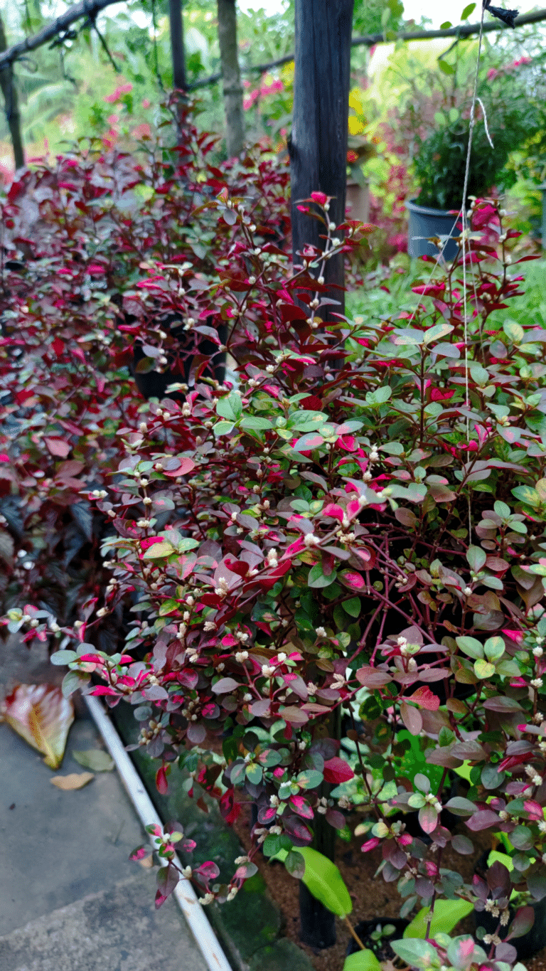 25 Colorful Foliage Ideas (Foliage Plants List + Foliage Garden)