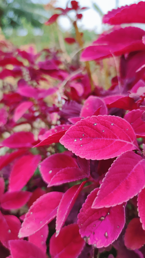 25 Colorful Foliage Ideas (Foliage Plants List + Foliage Garden)