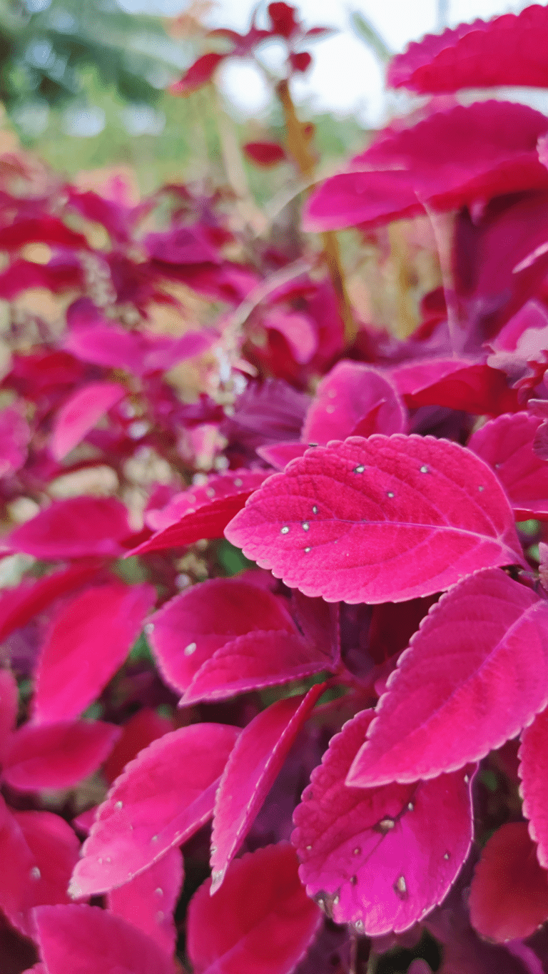 25 Colorful Foliage Ideas (Foliage Plants List + Foliage Garden)
