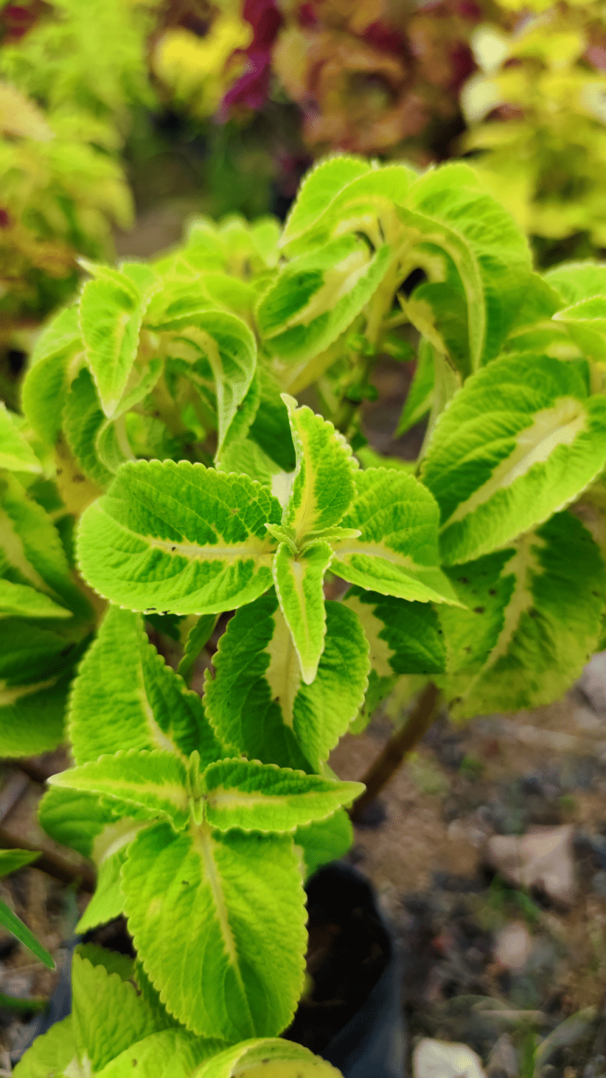 25 Colorful Foliage Ideas (Foliage Plants List + Foliage Garden)