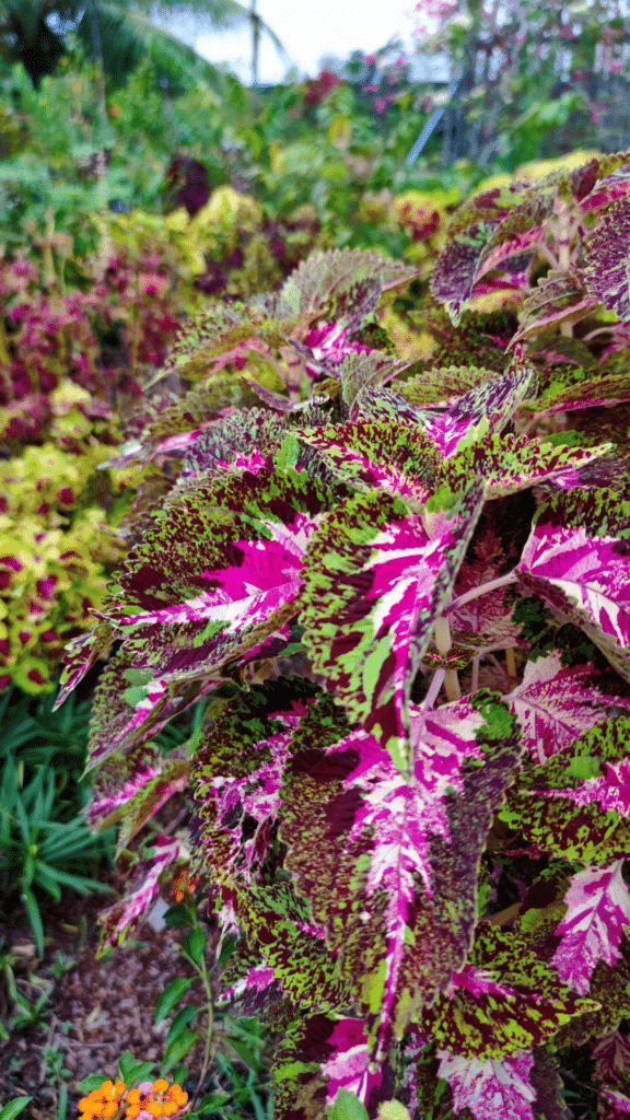 25 Colorful Foliage Ideas (Foliage Plants List + Foliage Garden)