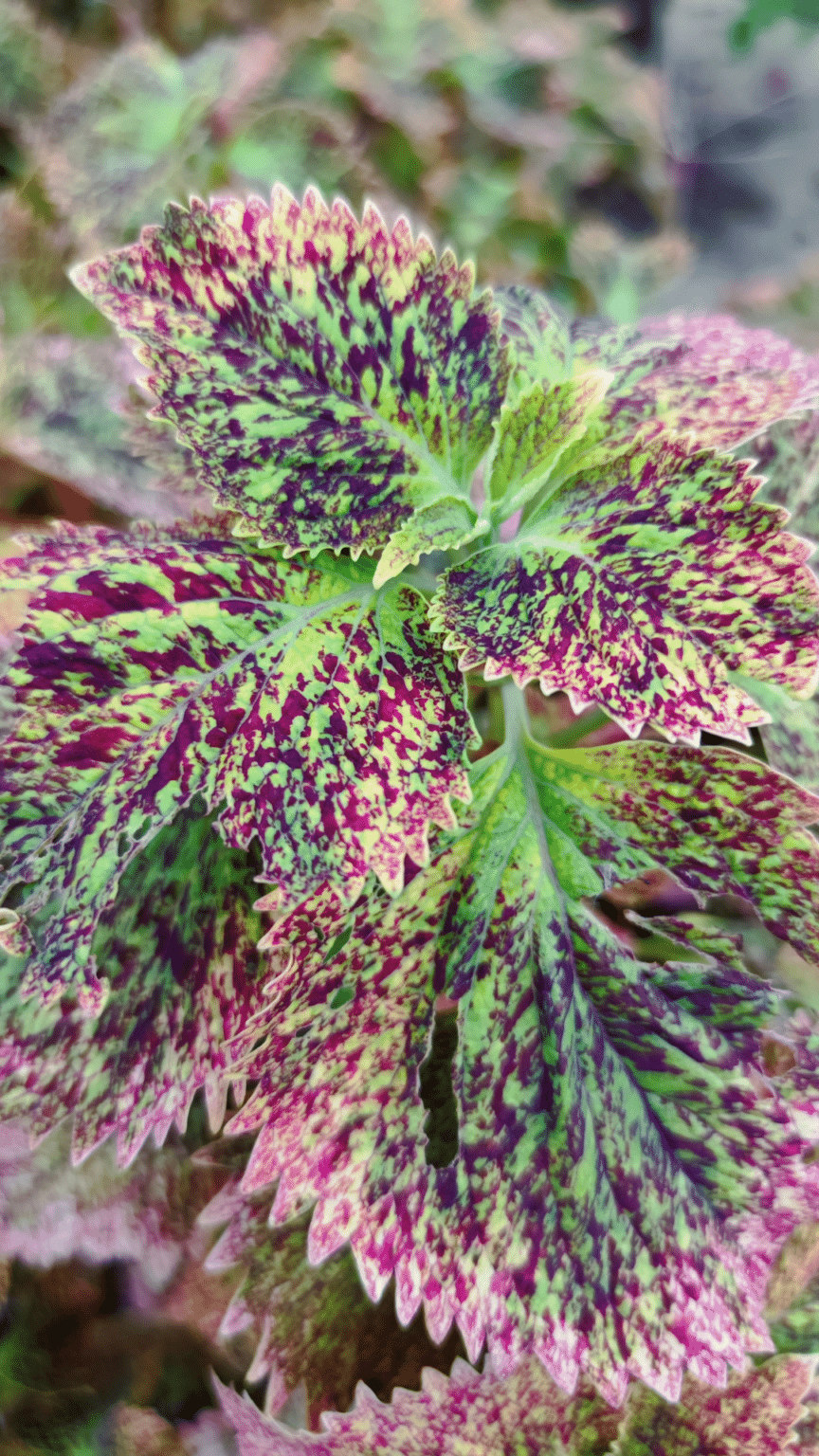 25 Colorful Foliage Ideas (Foliage Plants List + Foliage Garden)