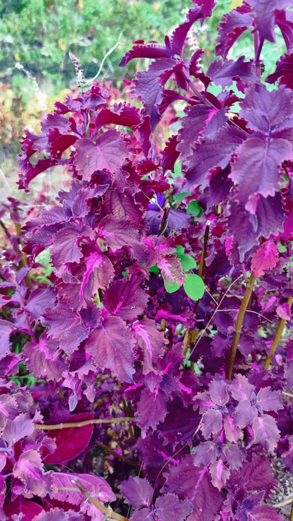 25 Colorful Foliage Ideas (Foliage Plants List + Foliage Garden)