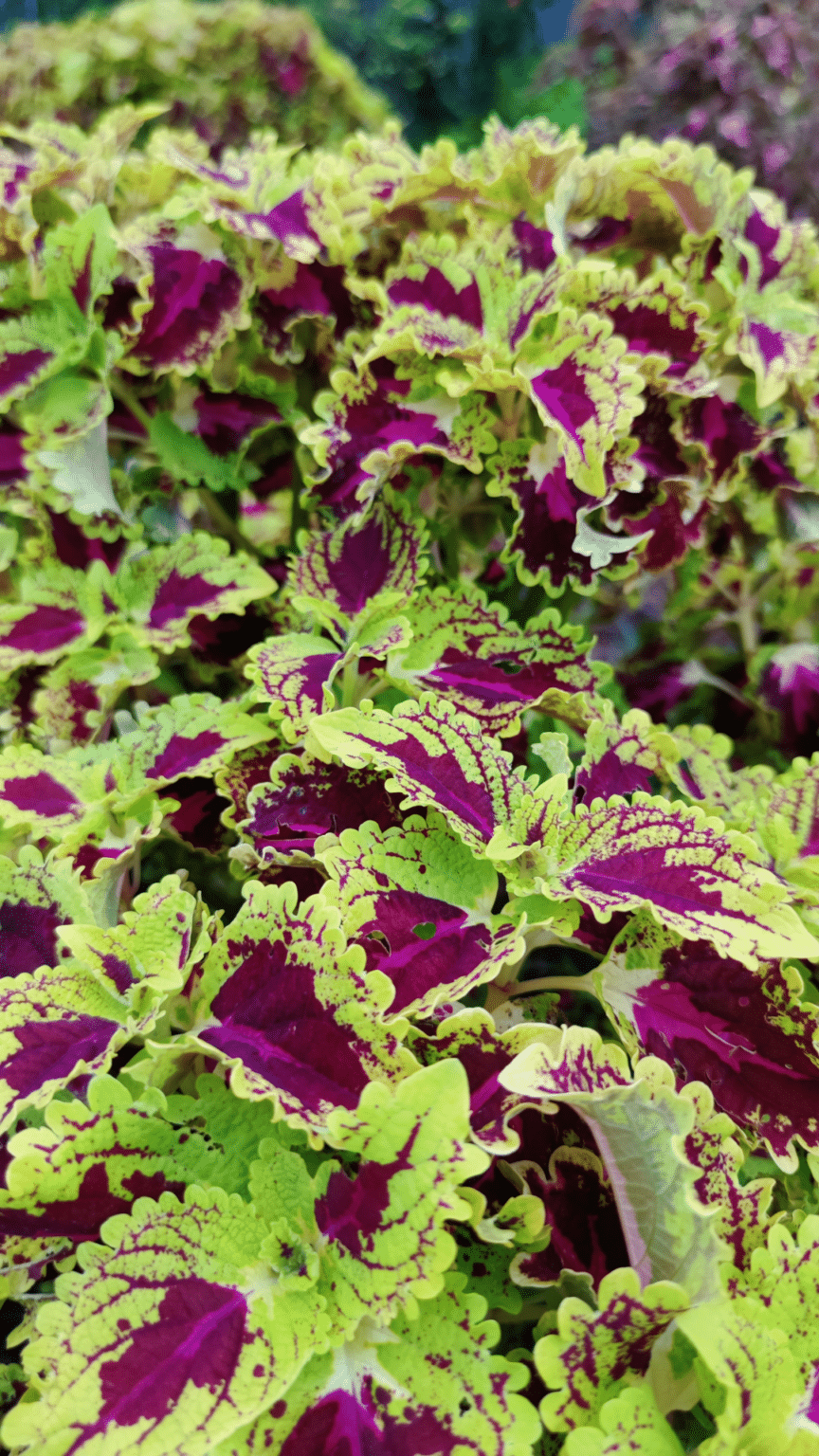 25 Colorful Foliage Ideas (Foliage Plants List + Foliage Garden)