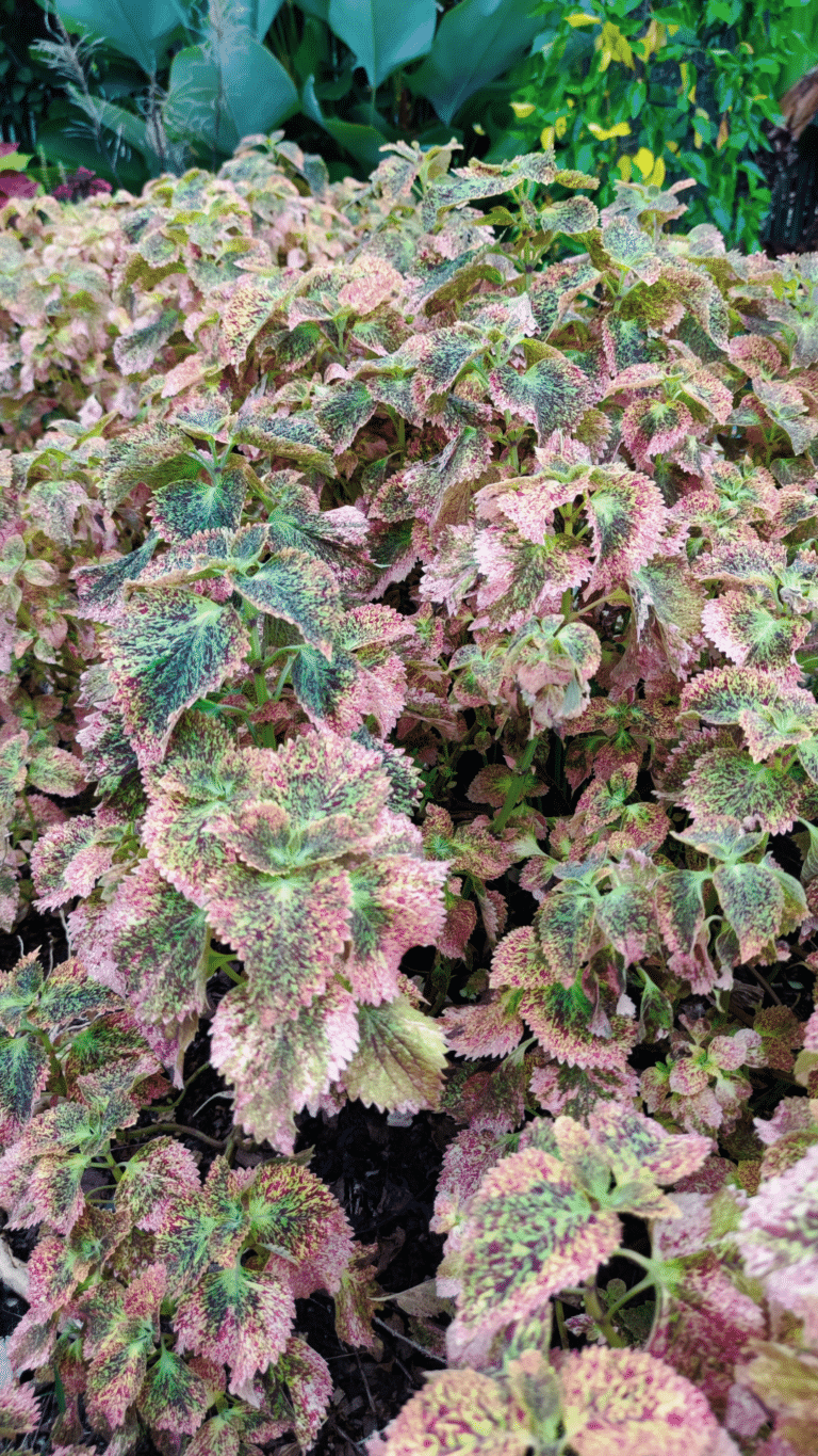 25 Colorful Foliage Ideas (Foliage Plants List + Foliage Garden)