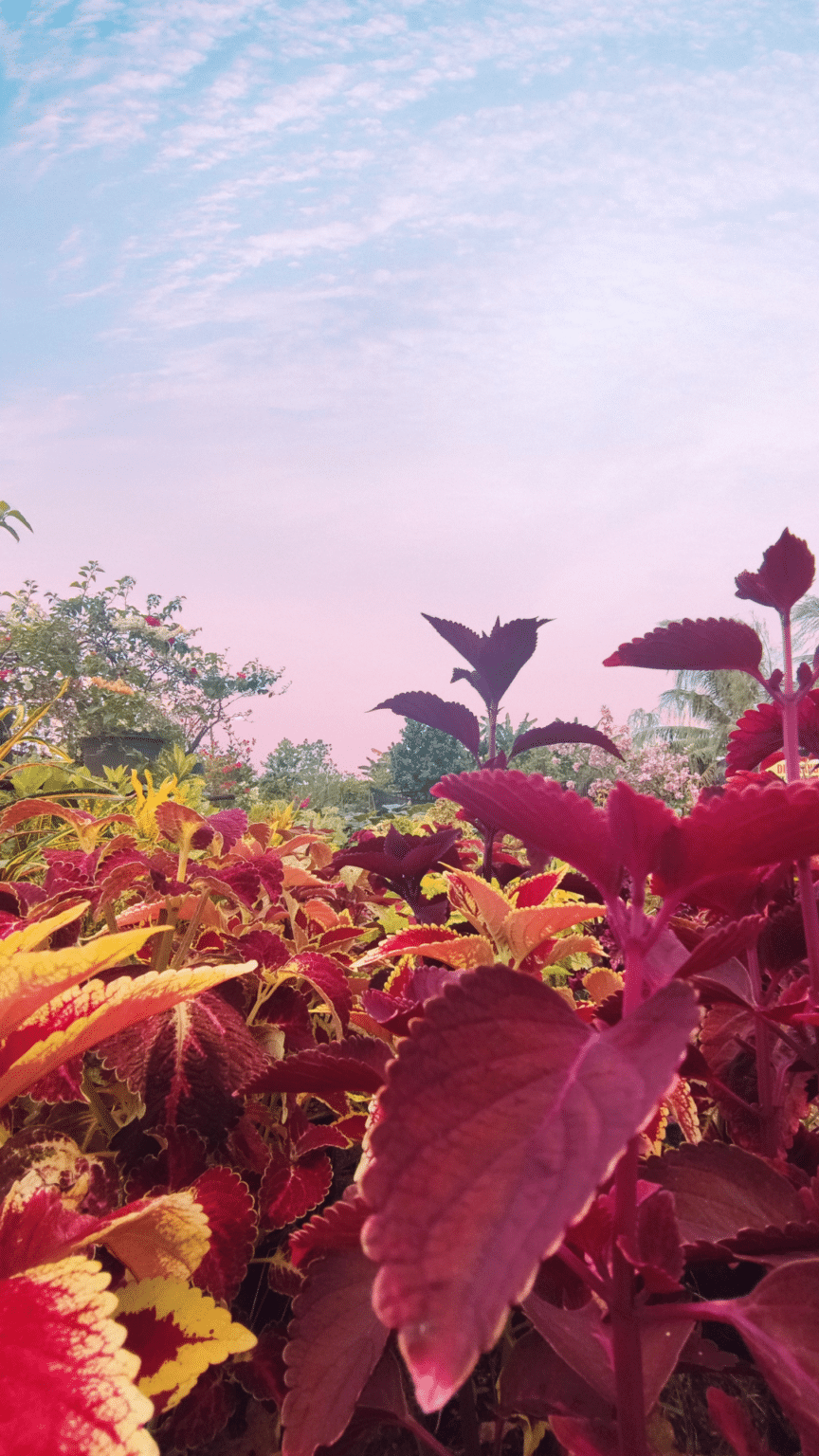 25 Colorful Foliage Ideas (Foliage Plants List + Foliage Garden)