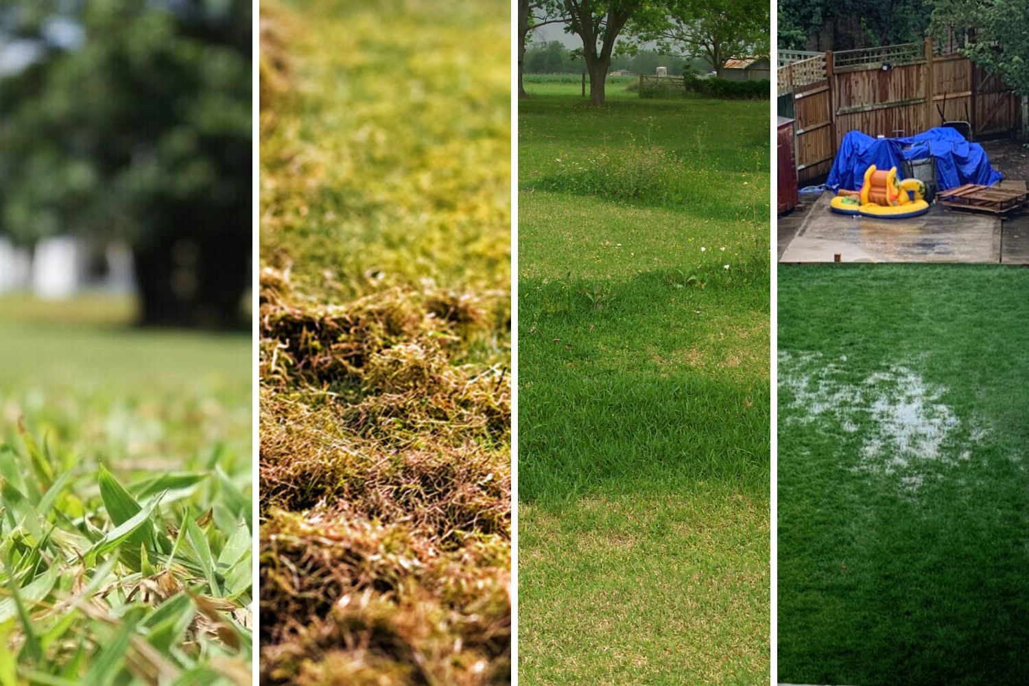 11 Lawn Stress Symptoms (Time To Call Professionals)