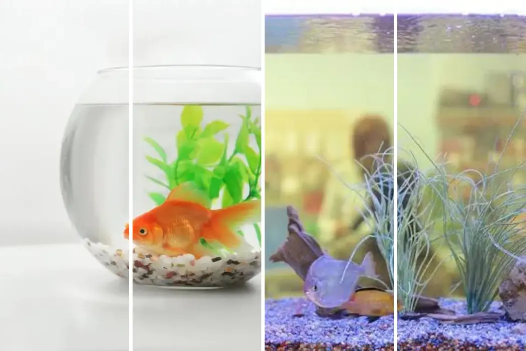 How To Make Fish A Part Of Your In House Decoration - Home Decor