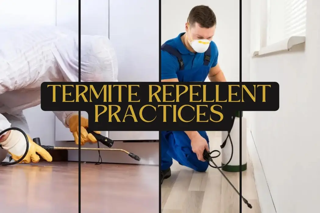 Termite Repellent Practices | Safe Extermination Measures Every ...